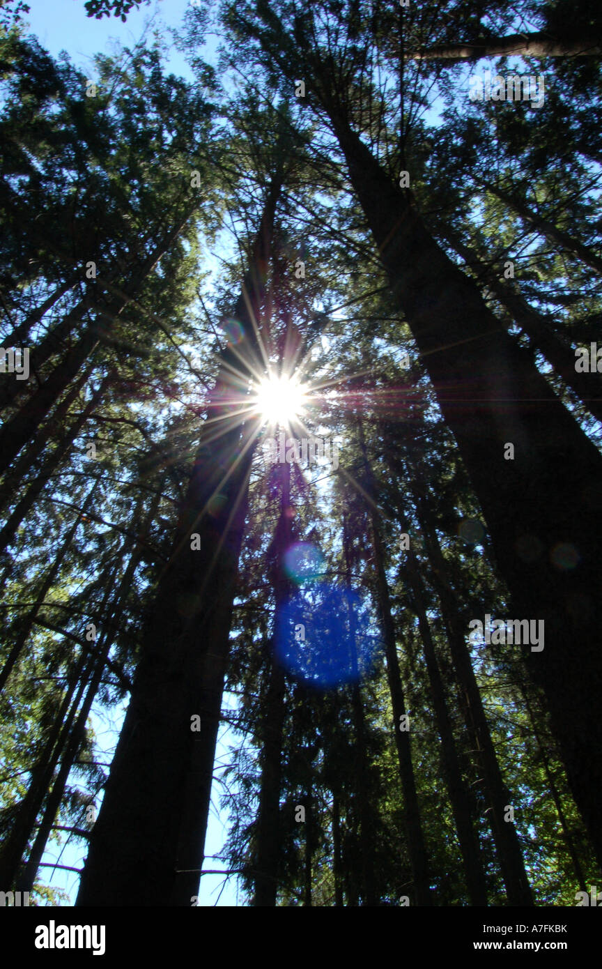 Sunshine Through Trees Stock Photo - Alamy