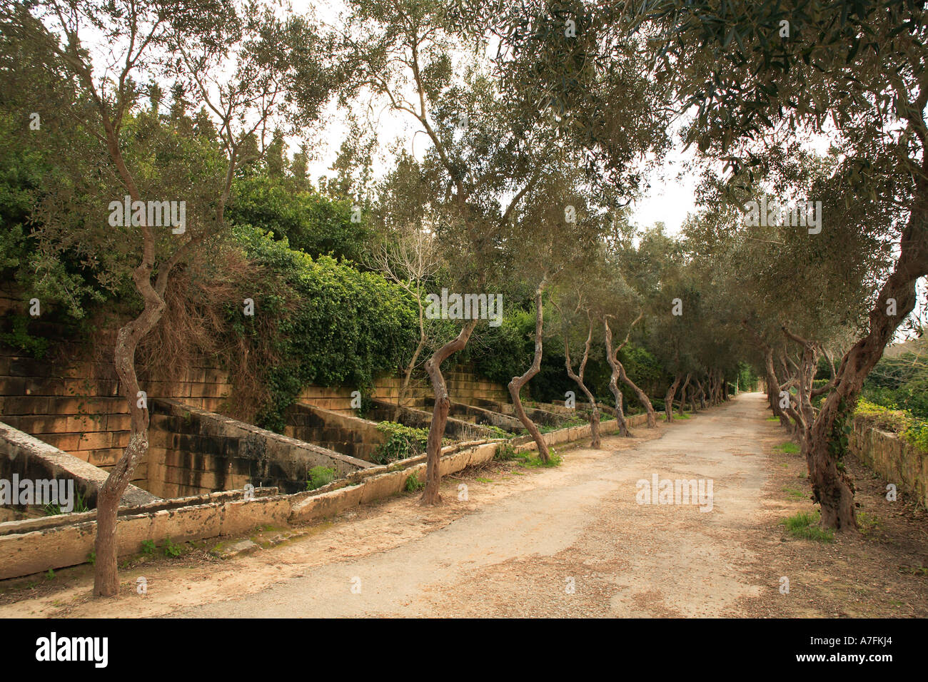 Buskett Gardens outside Verdala Palce President of Malta Summer ...