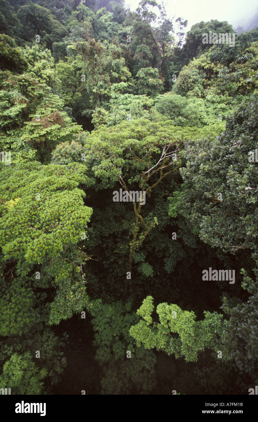 CA, Costa Rica, Monteverde. Cloud forest Stock Photo - Alamy