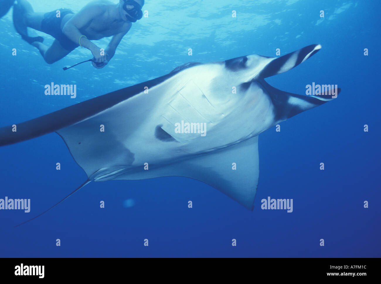 Manta Ray Costa Rica High Resolution Stock Photography and Images - Alamy