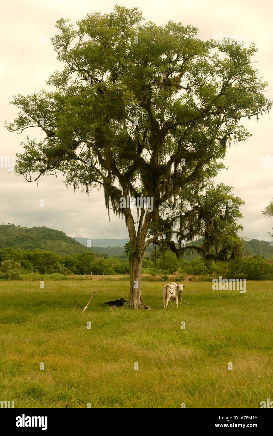 Cow under tree hi-res stock photography and images - Alamy