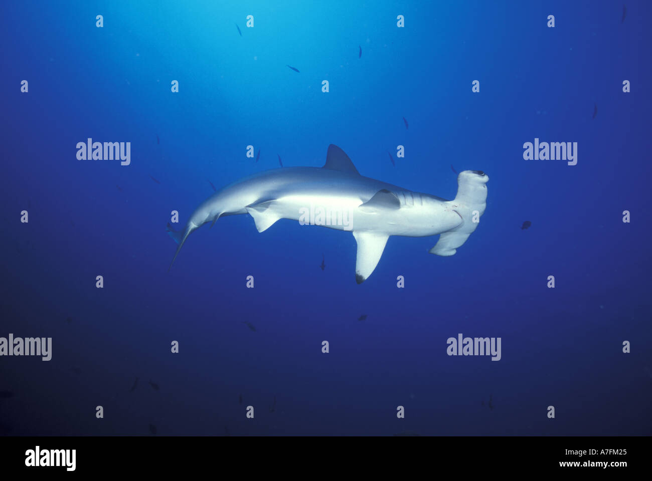 Costa Rica, Cocos Island. Scalloped Hammerhead Shark (Sphyrna lewini ...