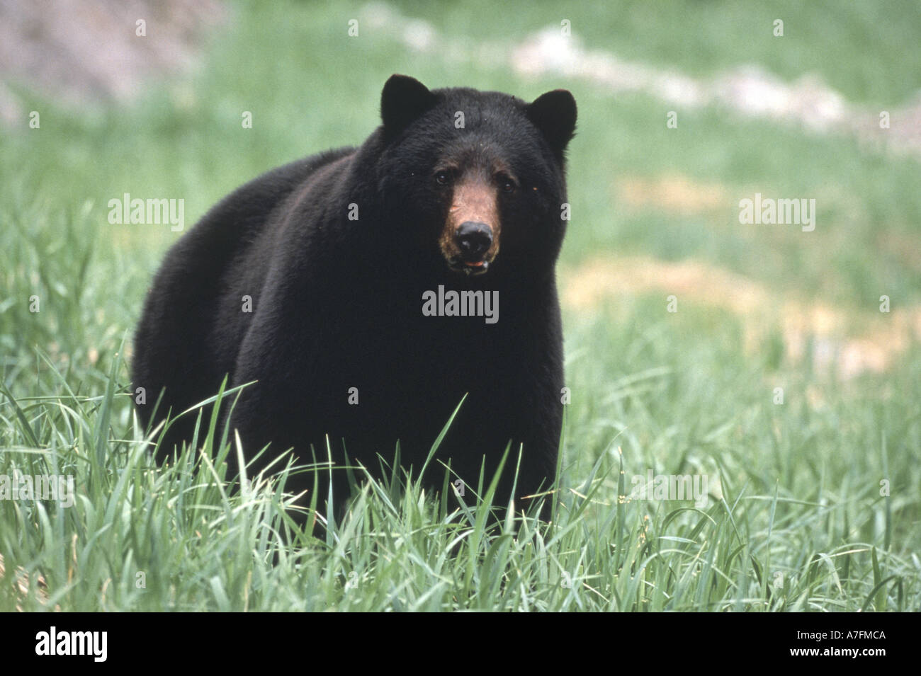 Black bear watching hi-res stock photography and images - Alamy