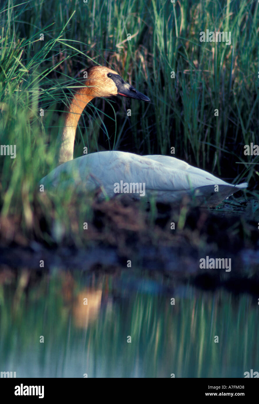 Trumpeter swan nest hi-res stock photography and images - Alamy
