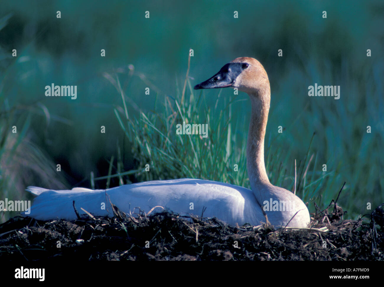 North America, USA, Alaska, Kenai NWR, Trumpeter swan on nest Stock ...
