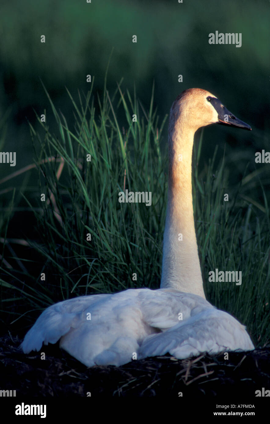 North America, USA, Alaska, Kenai NWR, Trumpeter swan on nest Stock ...