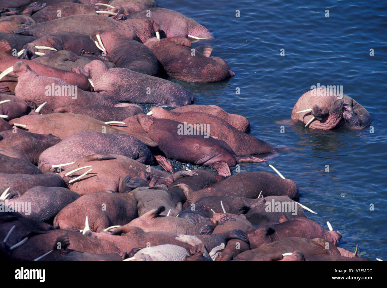 North America, USA, Alaska, Round Island, Walrus Stock Photo - Alamy