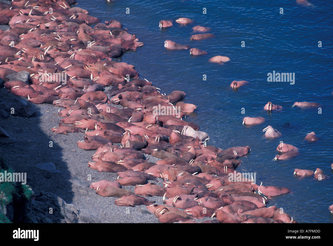 North America, USA, Alaska, Round Island, Walrus Stock Photo - Alamy
