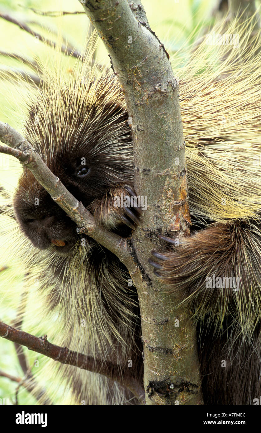 North America, USA, Alaska, Denali NP, North American porcupine ...