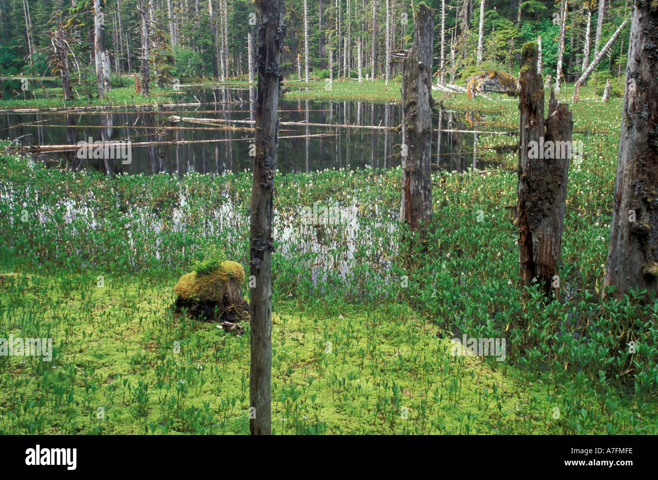 NA, USA, Alaska, Tongass National Forest, Landscape, bog Stock Photo ...