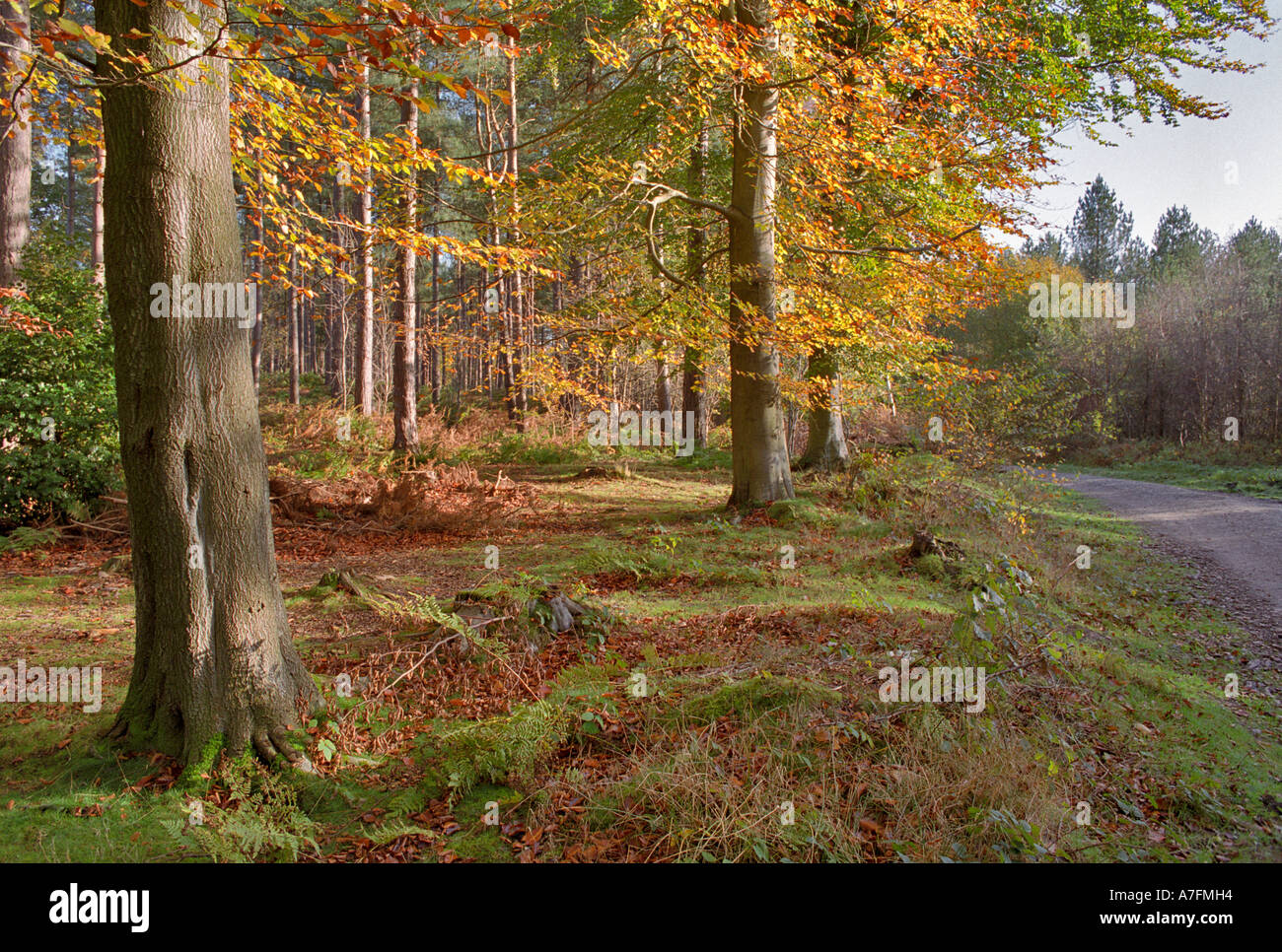 Delamere Forest Autumn High Resolution Stock Photography and Images - Alamy