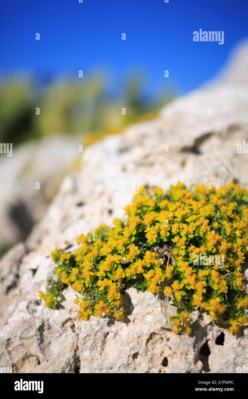 Spring flowers in Malta Stock Photo - Alamy