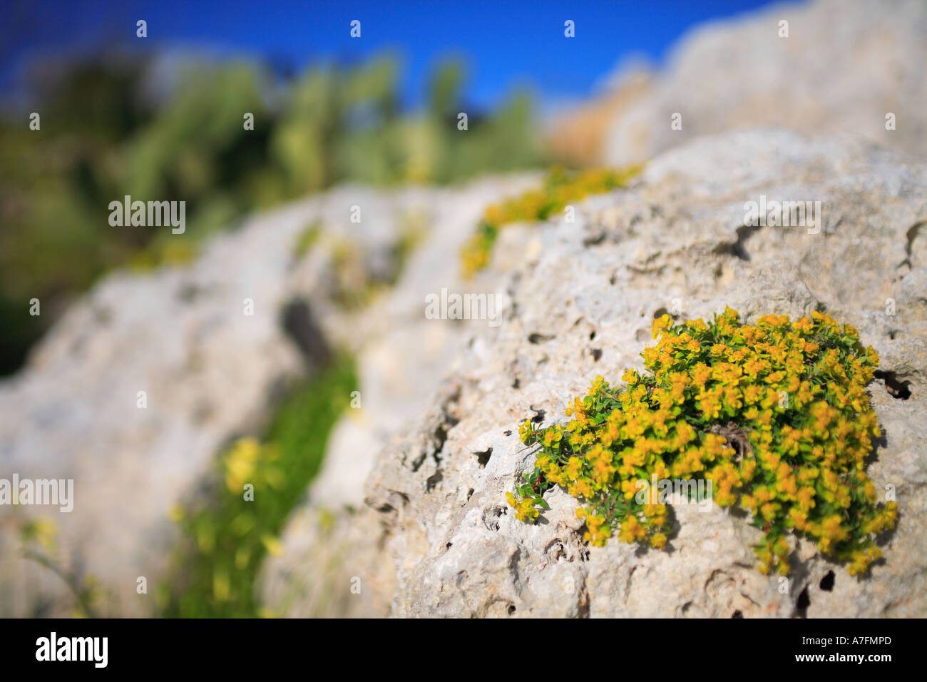 Spring flowers in Malta Stock Photo - Alamy