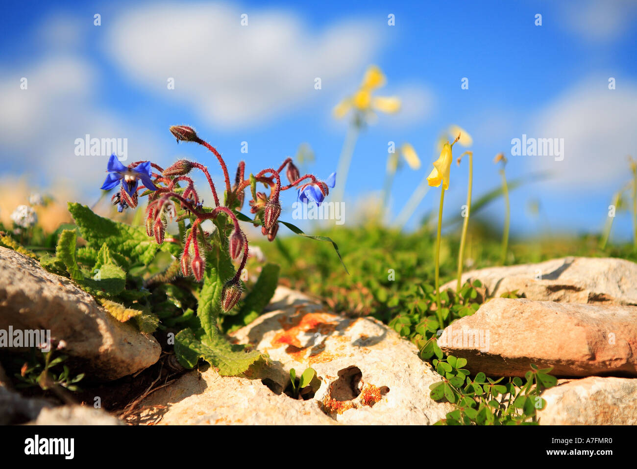 Spring flowers in Malta Stock Photo - Alamy