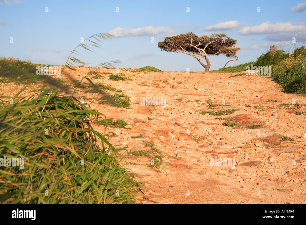 Pine Tree in Malta Stock Photo - Alamy