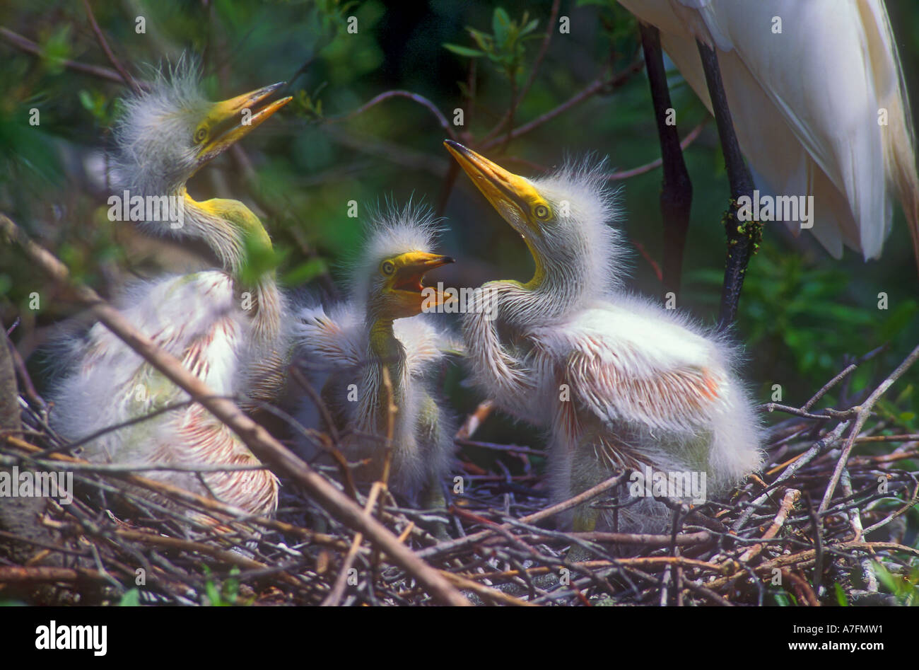 Three young Great White Egrets in their nest at the Rookery near Venice ...