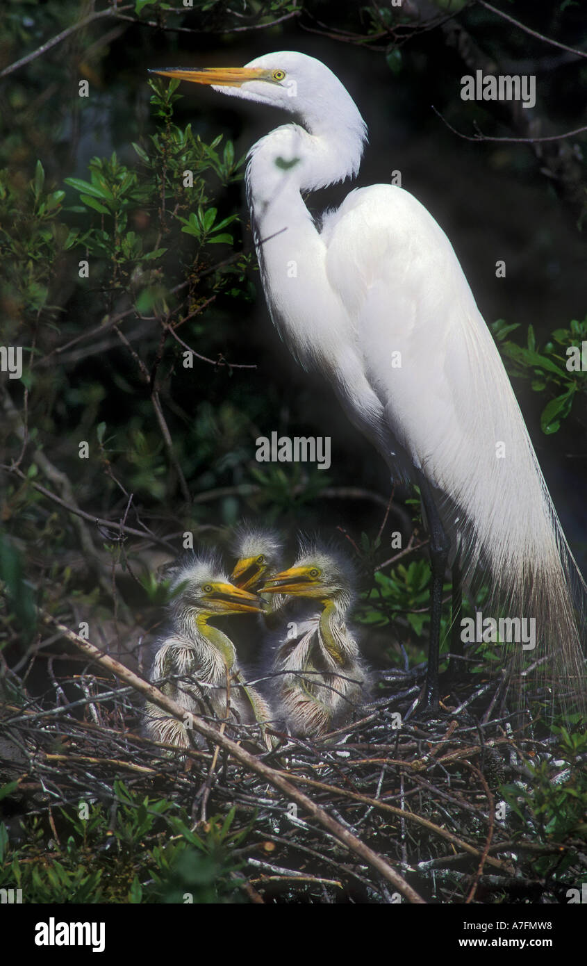 Great White Egret at its nest with three babies, Venice Rookery, Gulf ...