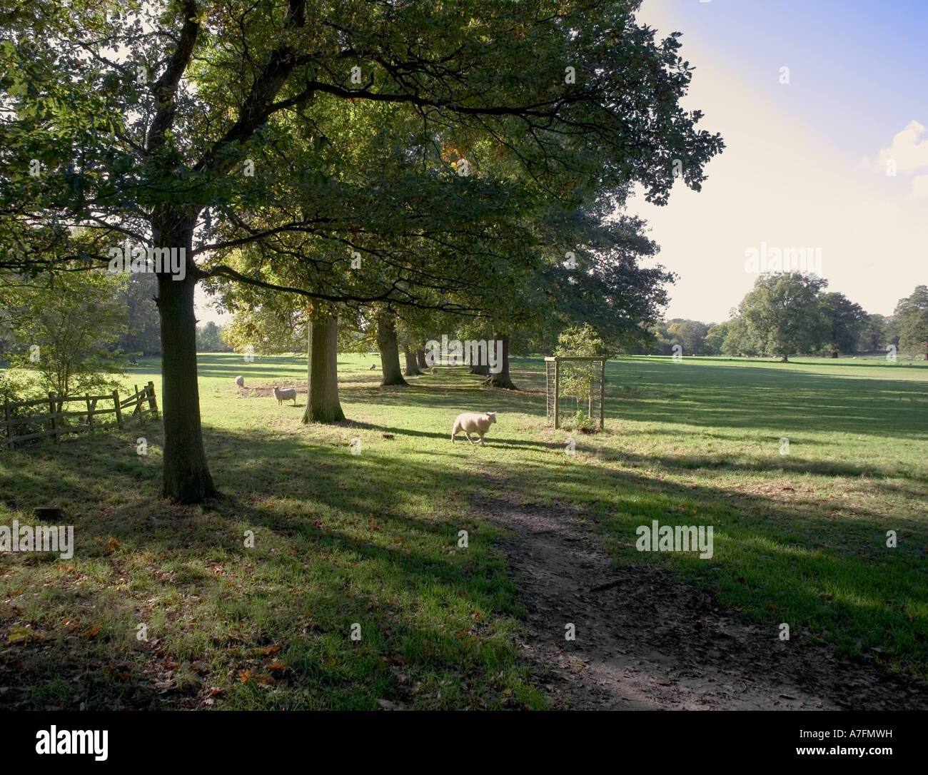 footpath through woodland EXCLUSIVE to and only available on the alamy ...