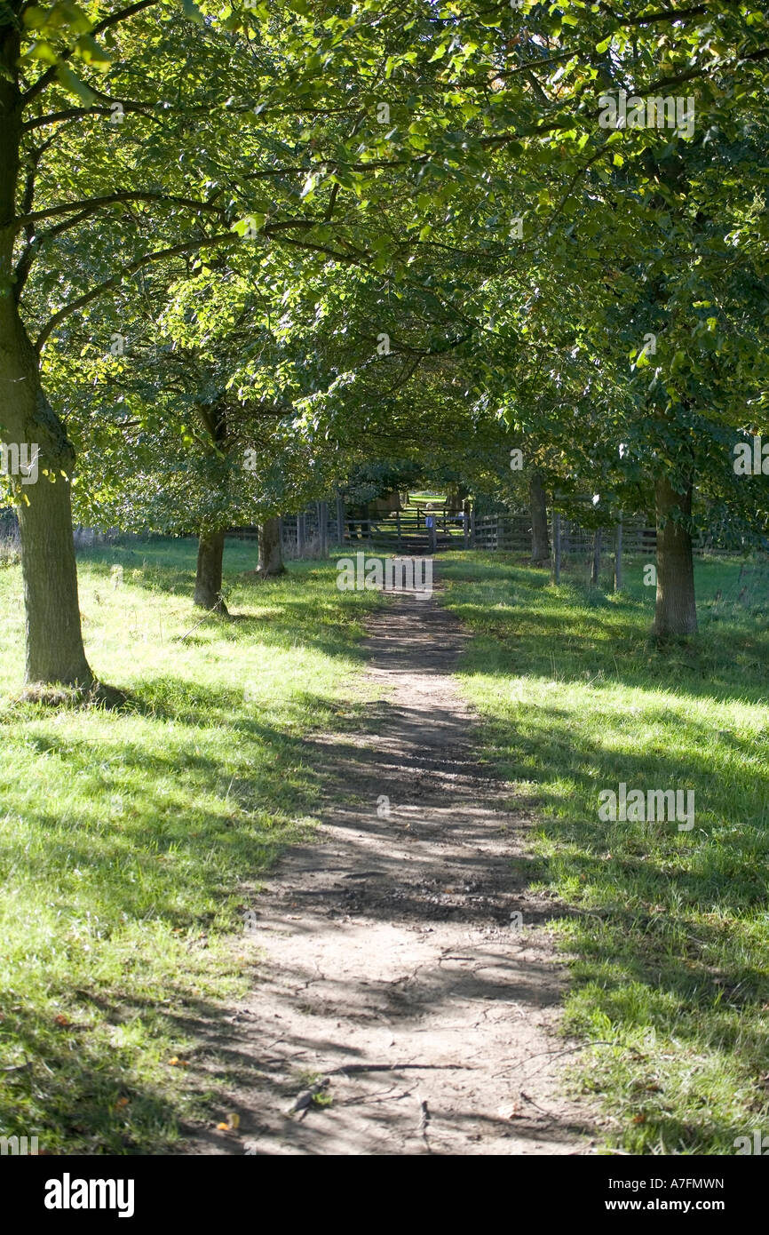 footpath through woodland EXCLUSIVE to and only available on the alamy ...