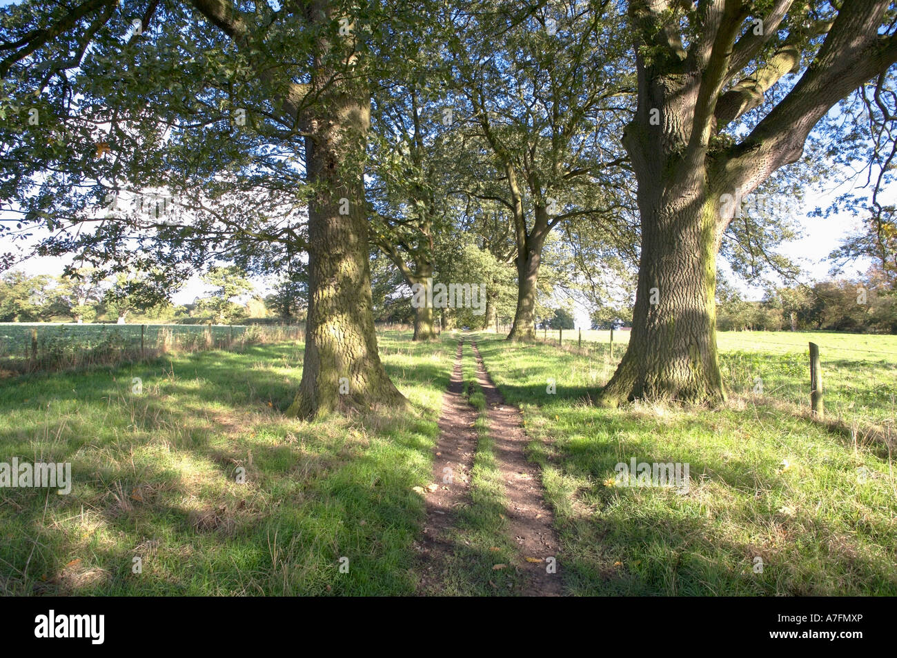 footpath through woodland EXCLUSIVE to and only available on the alamy ...