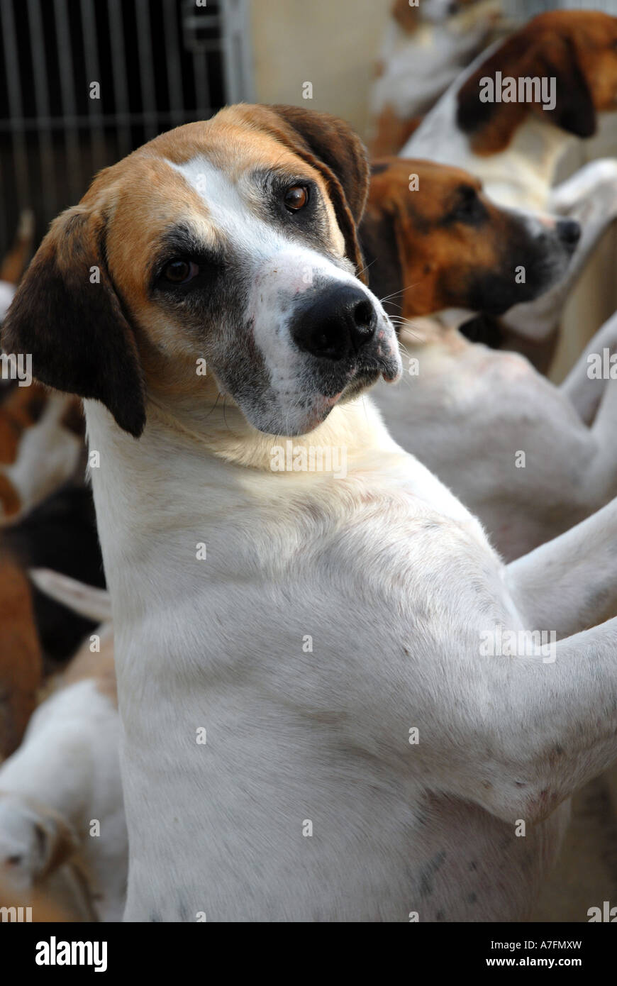 Harriers hi-res stock photography and images - Alamy