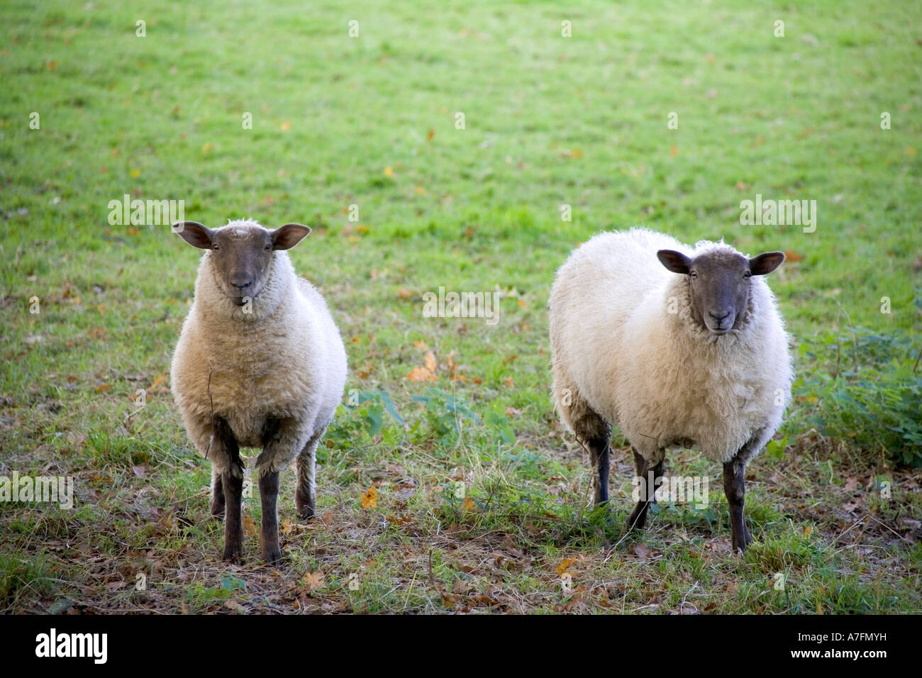 sheep in field EXCLUSIVE to and only available on the alamy website ...