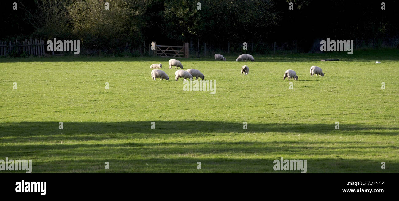 sheep in field EXCLUSIVE to and only available on the alamy website ...