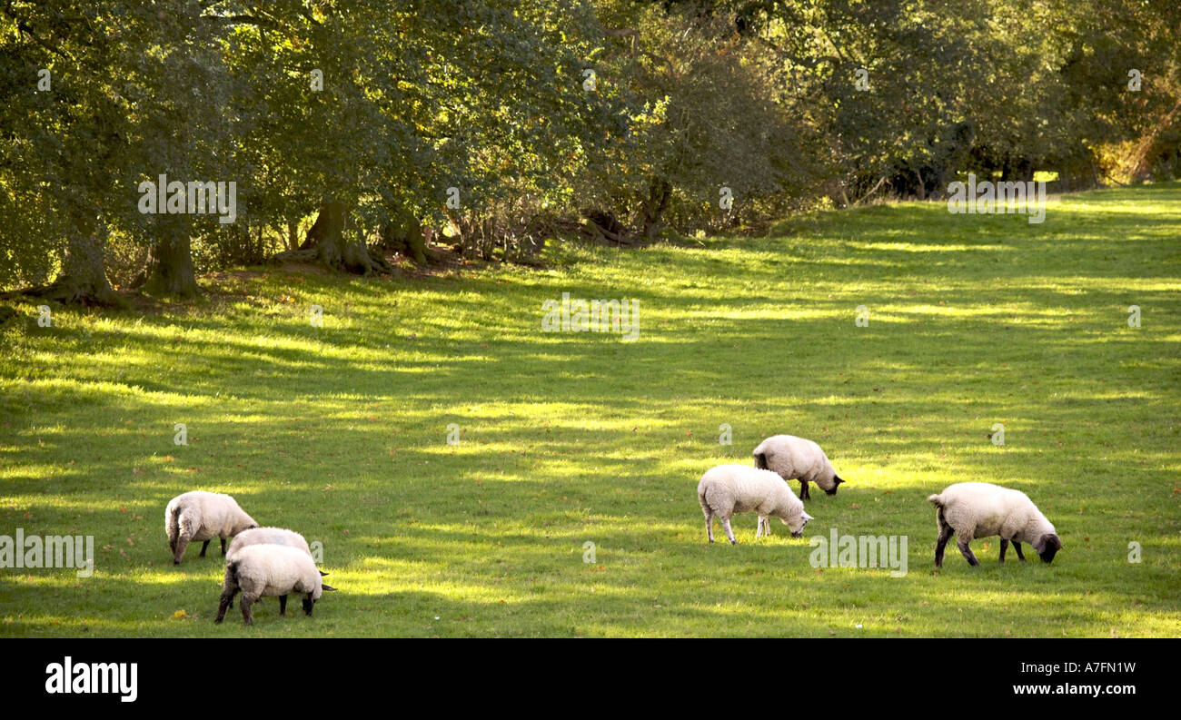 sheep in field EXCLUSIVE to and only available on the alamy website ...