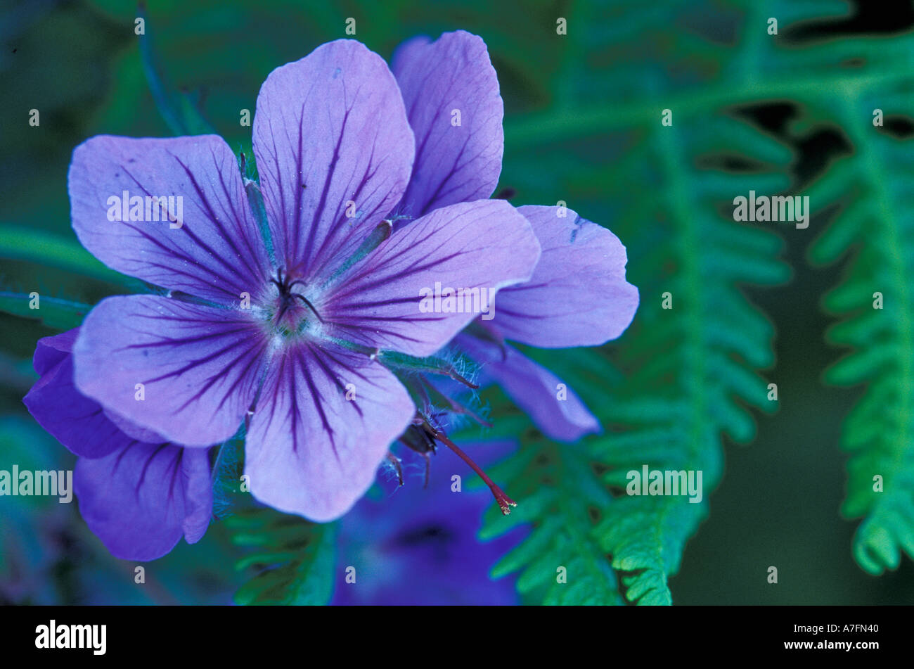 NA, USA, Alaska, Aleutian Islands, Wild geranium Stock Photo - Alamy