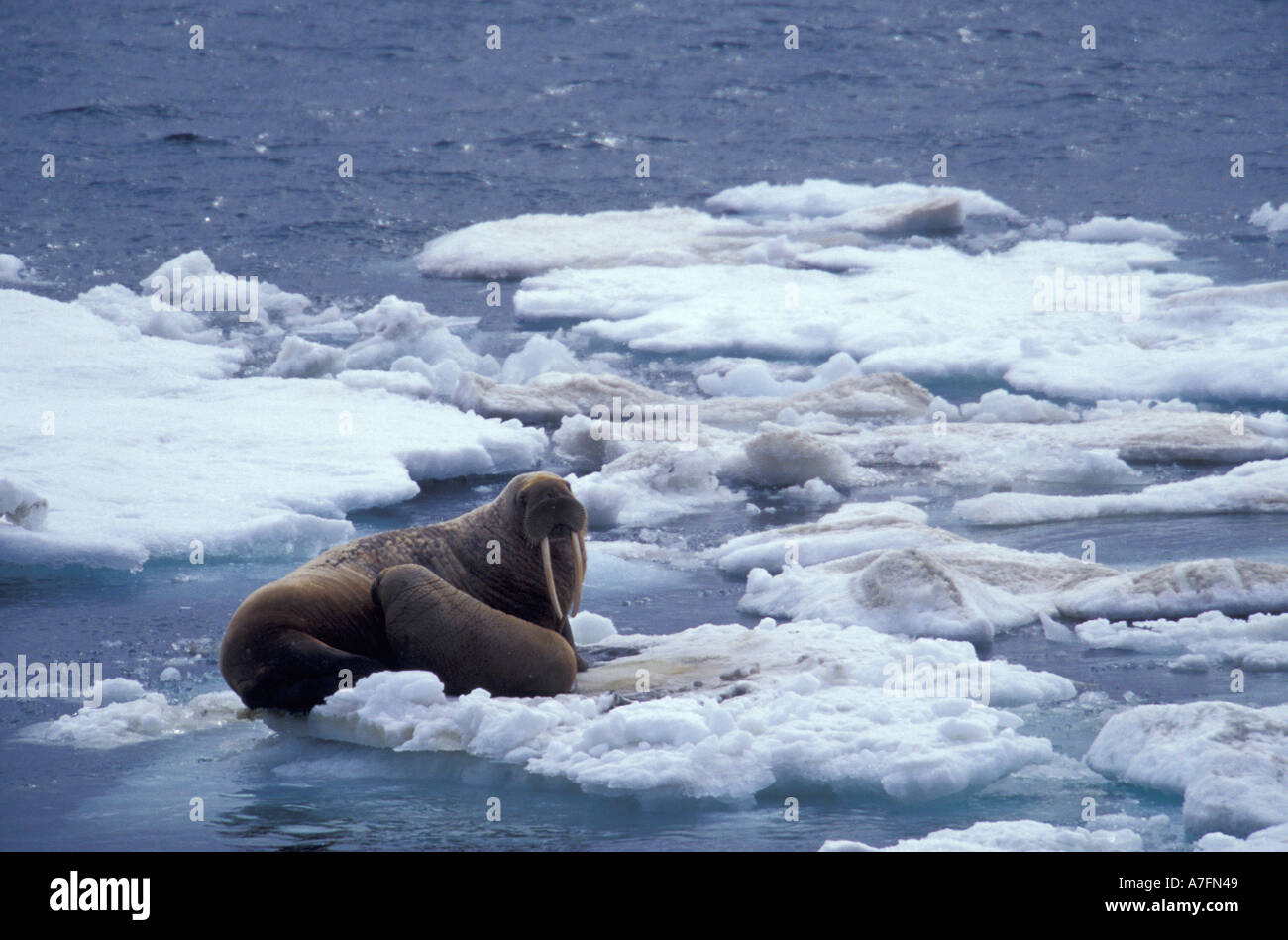 Chukchi sea alaska hi-res stock photography and images - Alamy