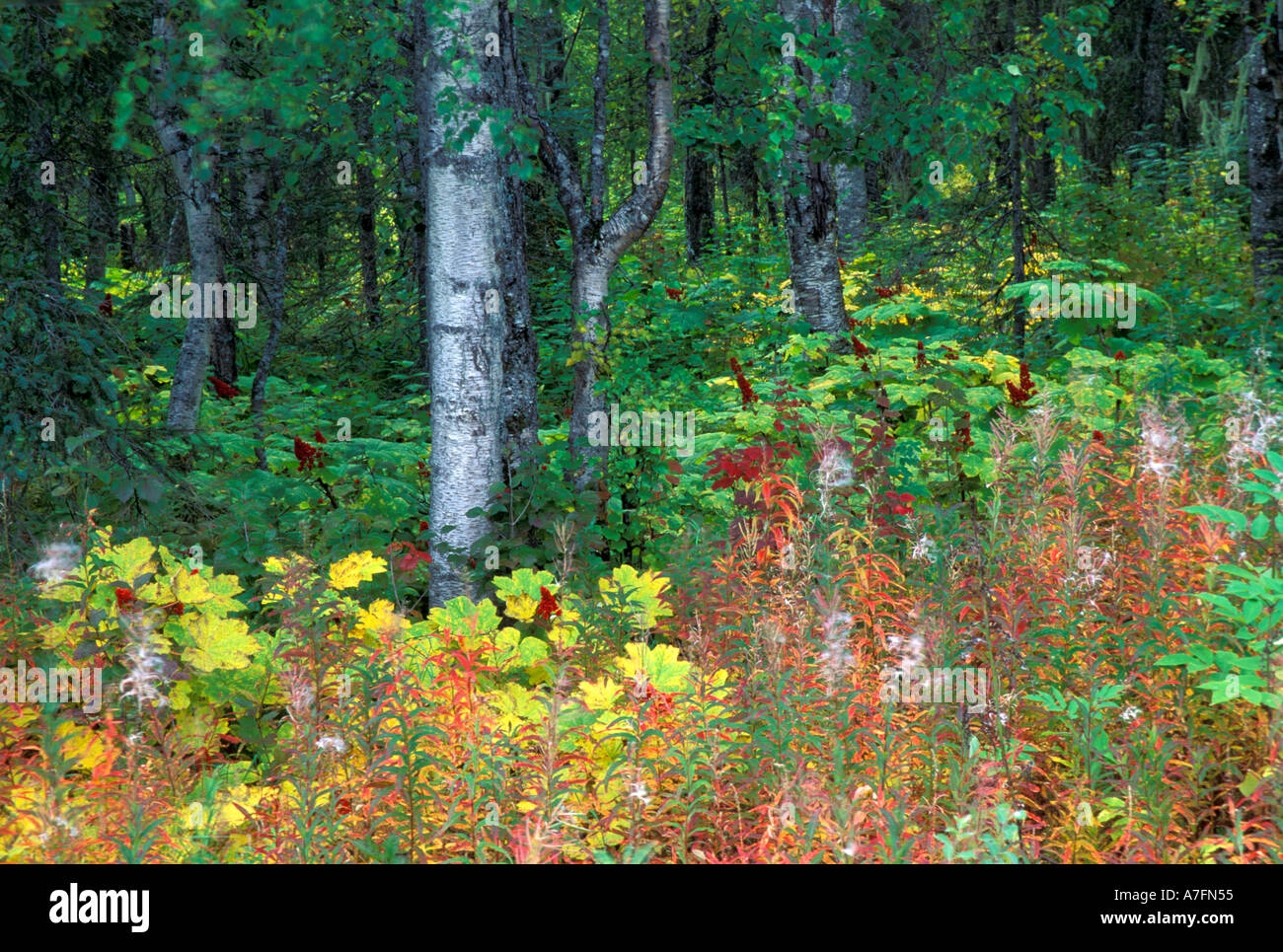 Alaska paper birch hi-res stock photography and images - Alamy
