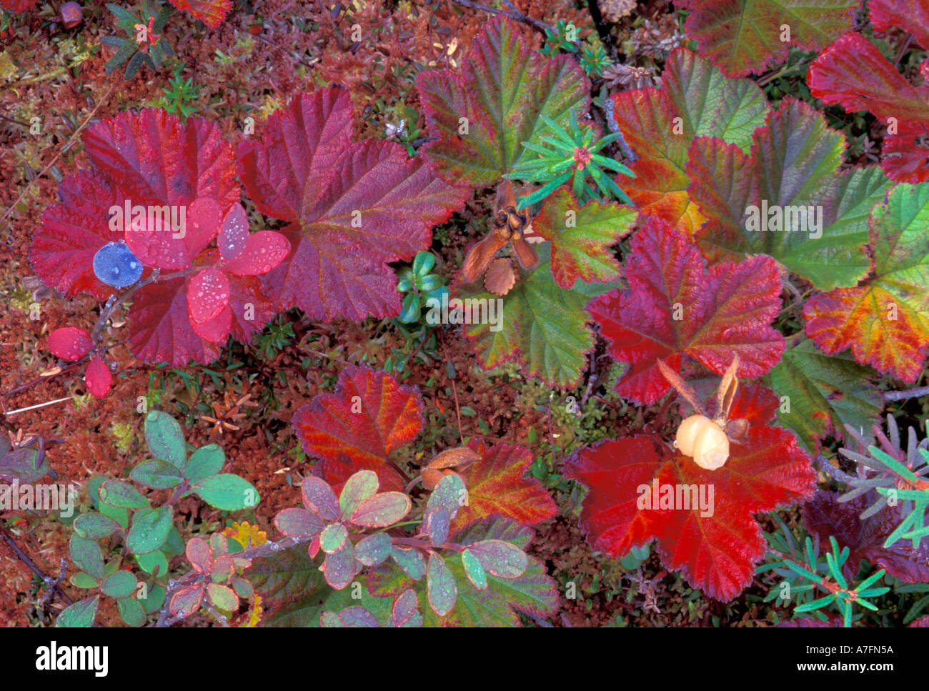 Berries in denali national park hi-res stock photography and images - Alamy