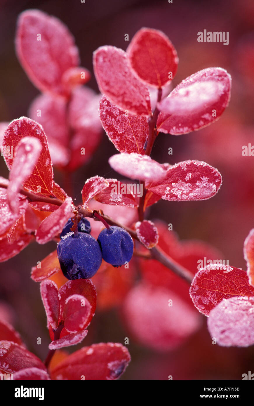 Frosted foliage alaska hi-res stock photography and images - Alamy