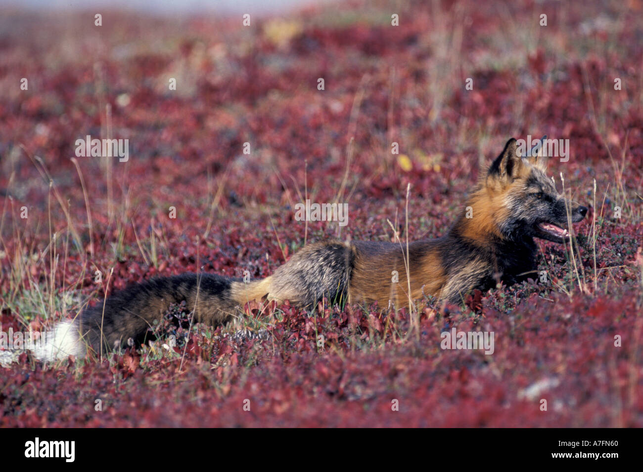NA, USA, Alaska, Denali NP, Cross fox in bearberries Stock Photo - Alamy
