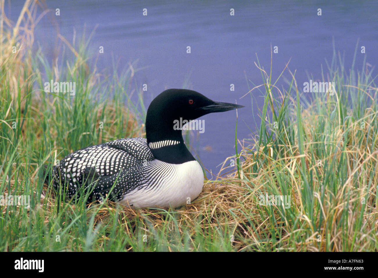 NA, USA, Alaska, Denali NP, Wonder Lake, Common loon on nest Stock ...