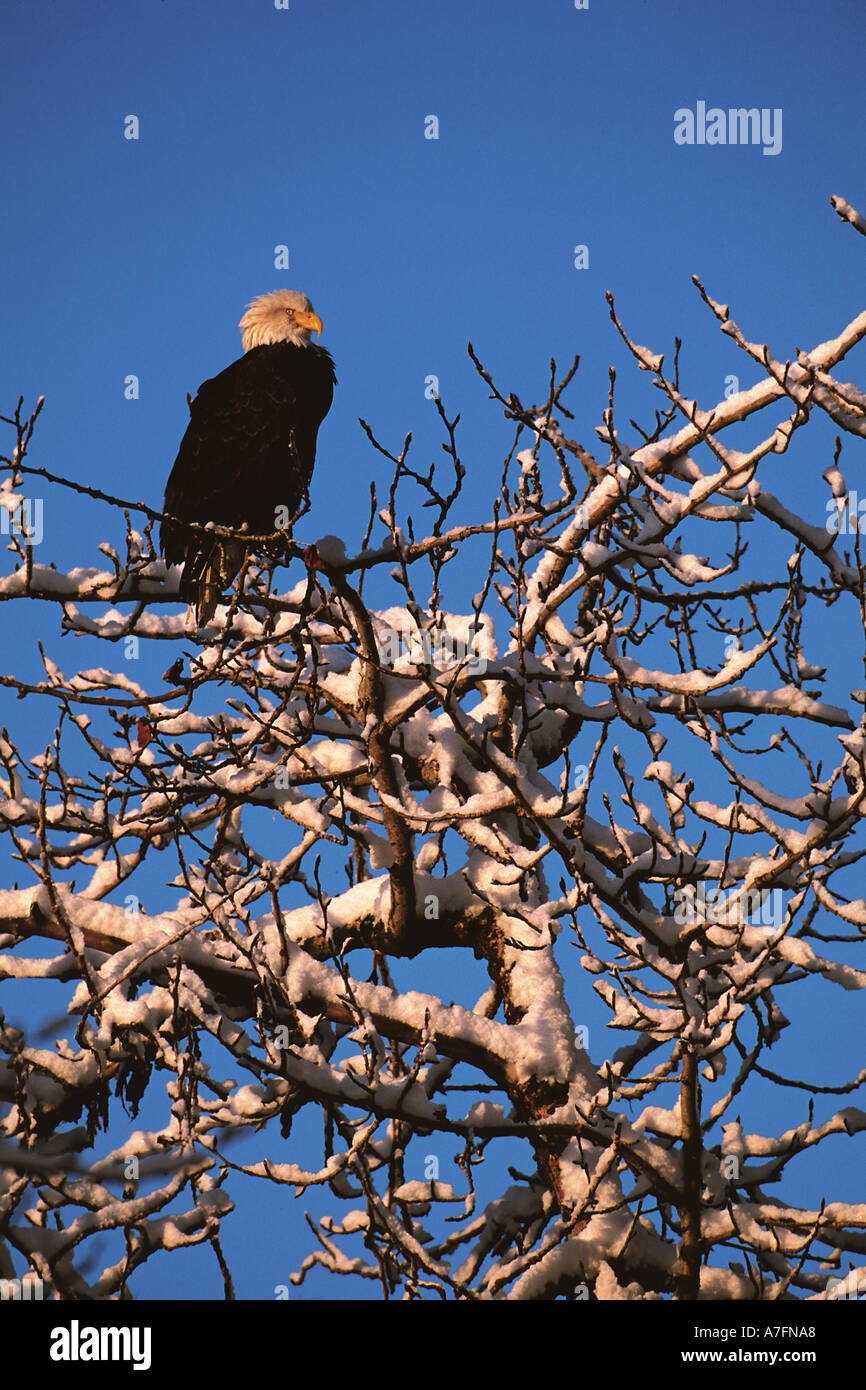 Bald Eagle, Alaska, Chilkat Bald Eagle Preserve, Winter on the Chilkat ...