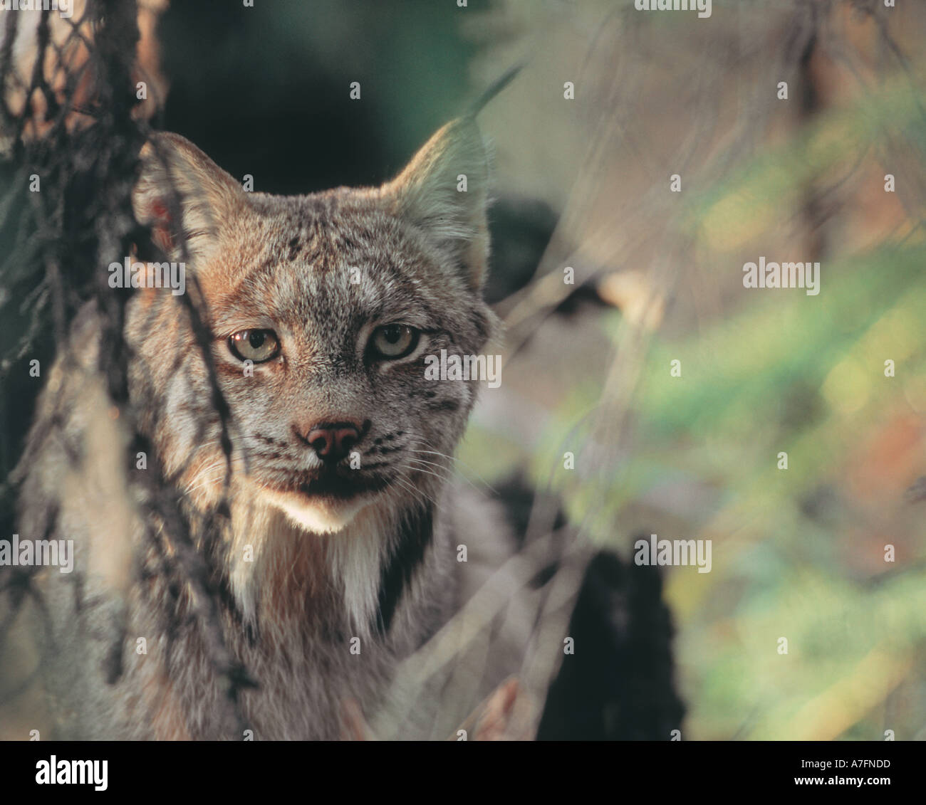Lynx, Lynx canadensis, Denali National Park, Alaska, Lynx in the wild ...