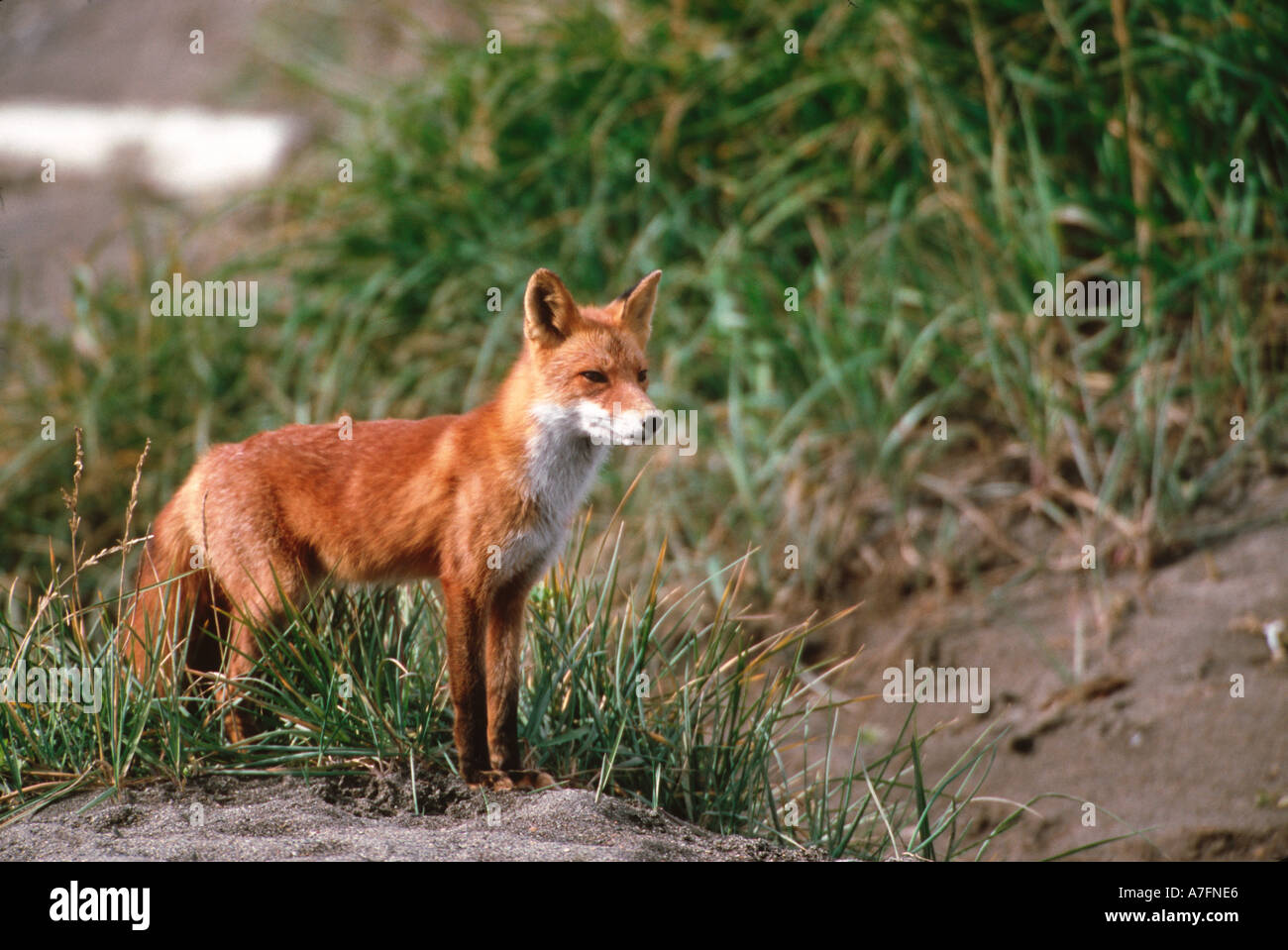 Red Fox, Vulpes vulpes, Alaska Peninsula, Alaska Stock Photo - Alamy
