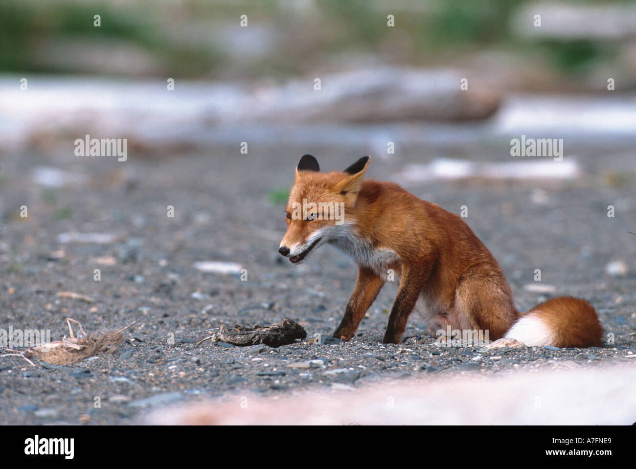 Red Fox, Vulpes vulpes, Alaska Peninsula, Alaska, Red Fox Eating Stock ...