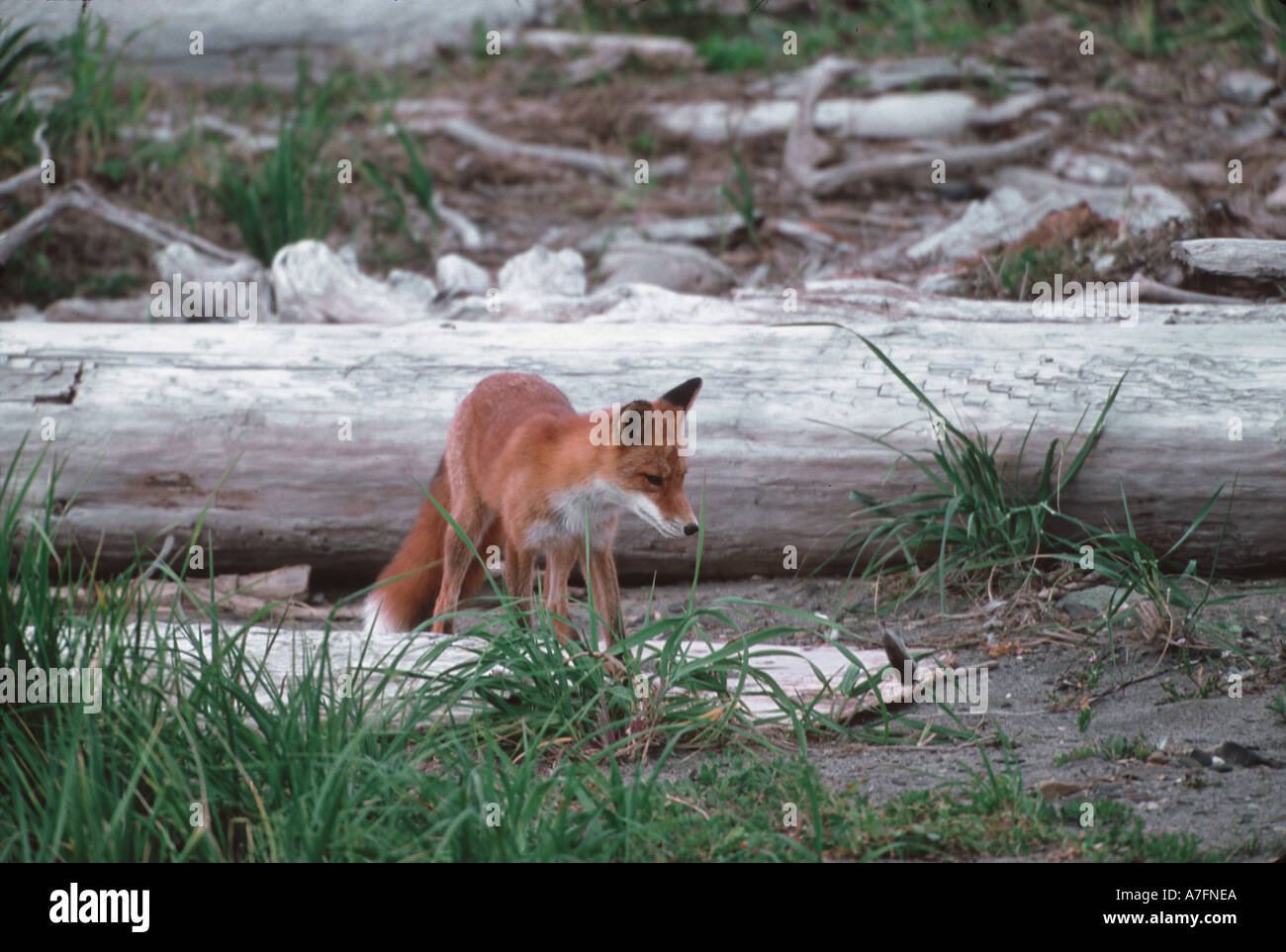 Red Fox, Vulpes vulpes, Alaska Peninsula, Alaska, Red Fox Hunting Stock ...