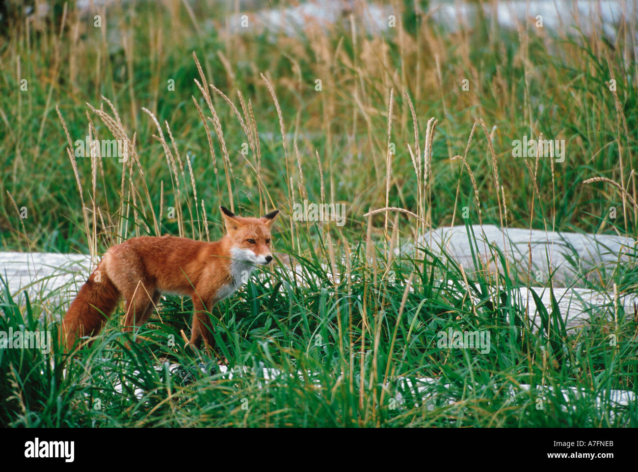 Red Fox, Vulpes vulpes, Alaska Peninsula, Alaska, Red Fox Hunting Stock ...