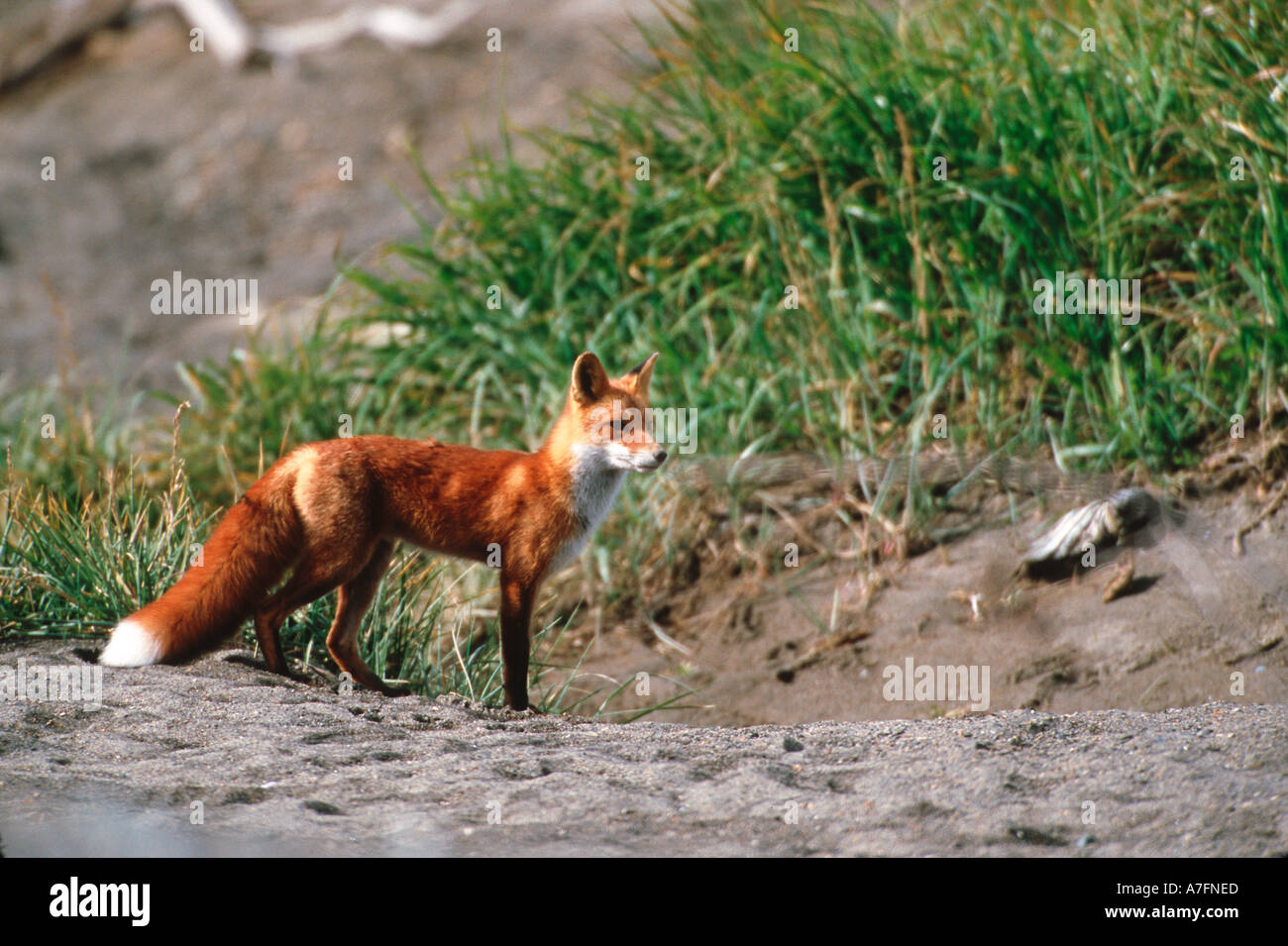 Red Fox, Vulpes vulpes, Alaska Peninsula, Alaska, Red Fox Hunting Stock ...