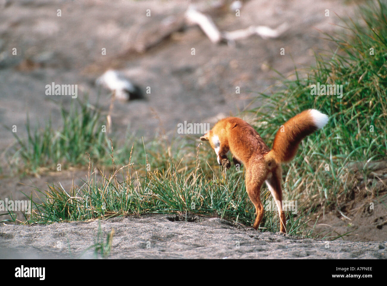 Red Fox, Vulpes vulpes, Alaska Peninsula, Alaska, Red Fox Hunting Stock ...