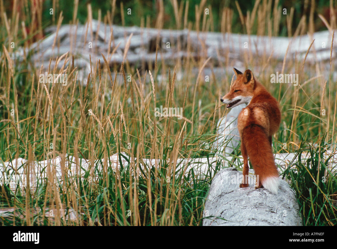 Red Fox, Vulpes vulpes, Alaska Peninsula, Alaska, Red Fox in Habitat ...