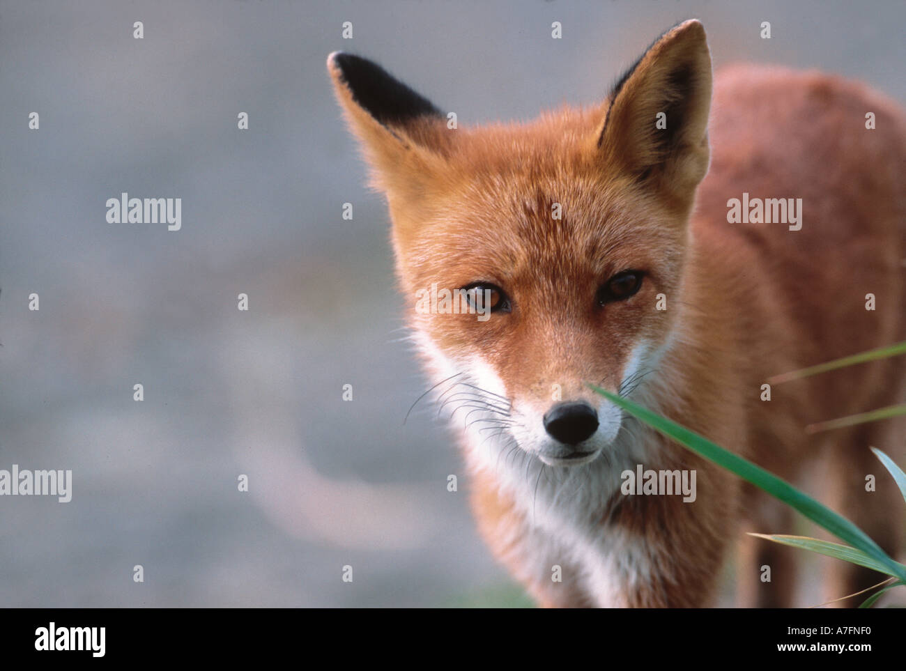 Red Fox, Vulpes vulpes, Alaska Peninsula, Alaska, Red Fox Portrait ...