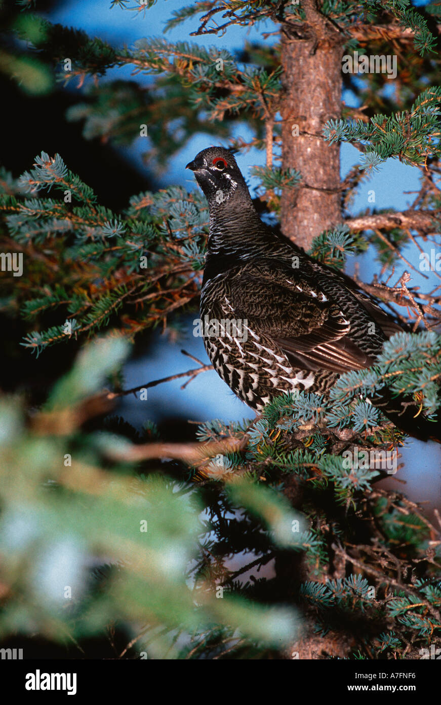 Spruce Grouse, Falcipennis canadensis, Denali National Park, Alaska ...