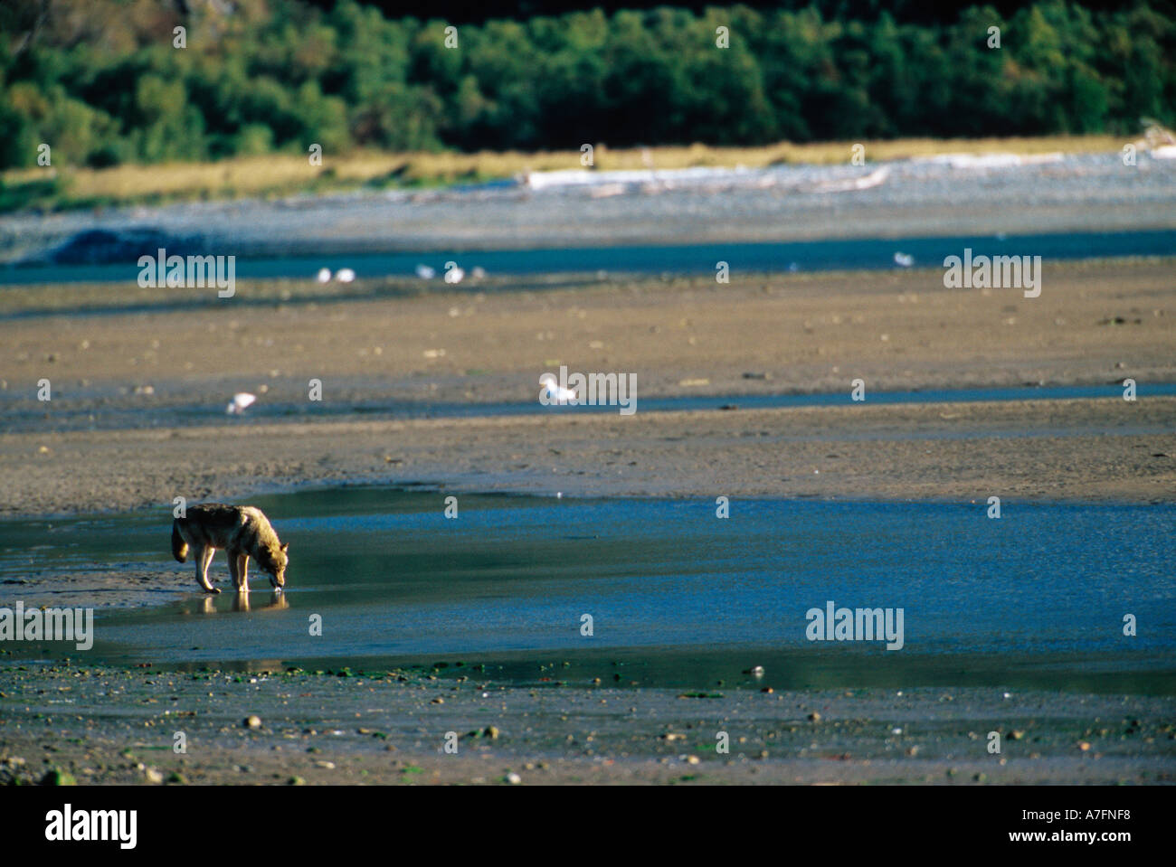 Timber wolf alaska hi-res stock photography and images - Alamy