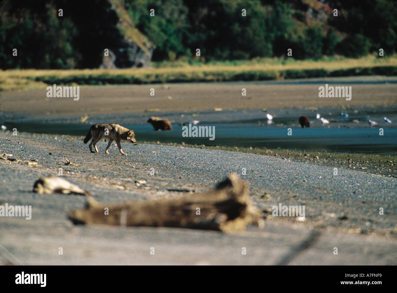 Timber Wolf, Wolf, Canis lupus, Alaska Peninsula, Alaska, Timber Wolf ...