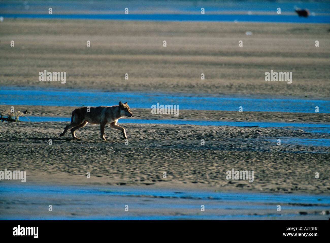 Timber Wolf, Wolf, Canis lupus, Alaska Peninsula, Alaska, Timber Wolf ...