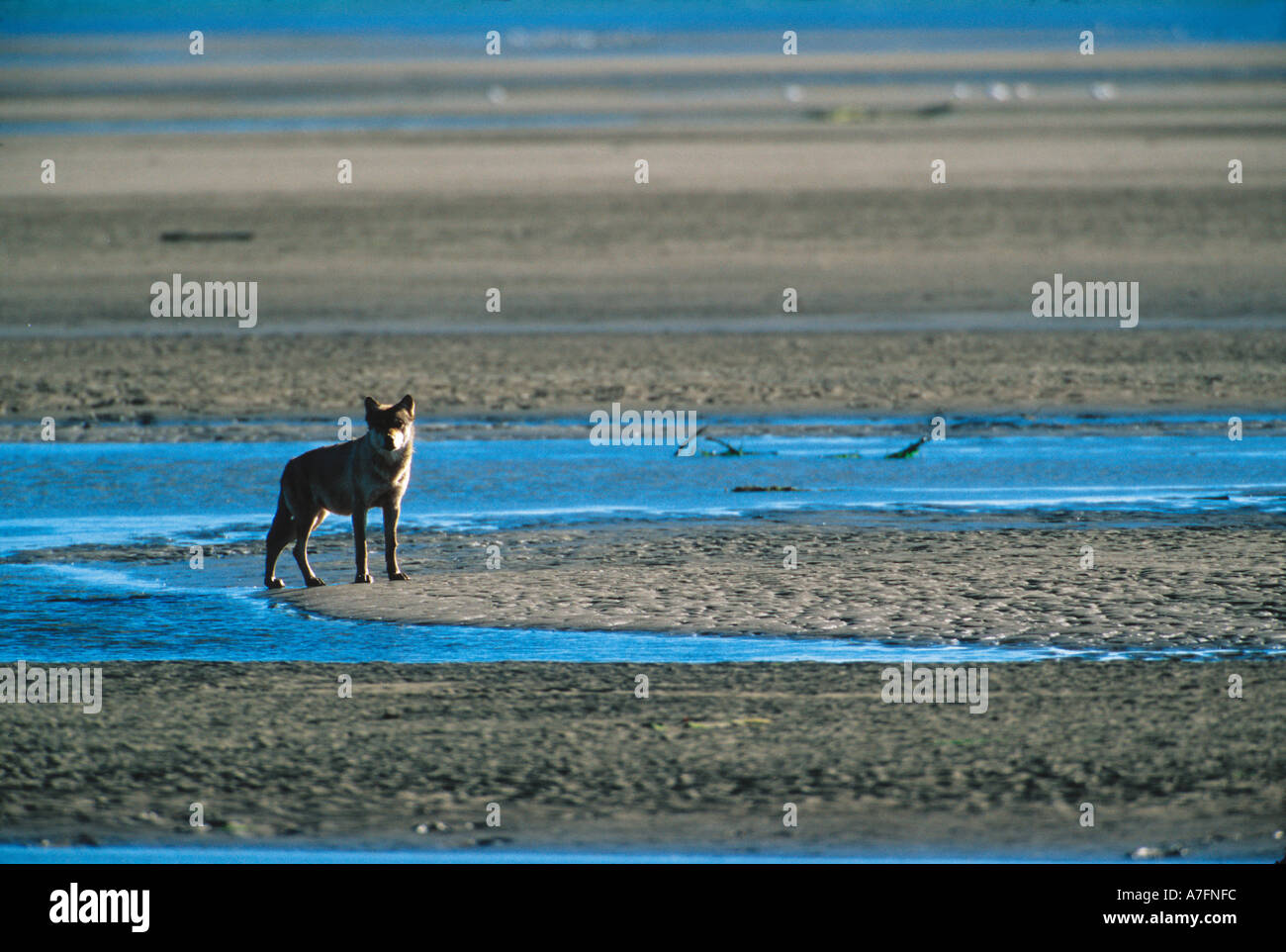 Timber Wolf, Wolf, Canis lupus, Alaska Peninsula, Alaska, Timber Wolf ...